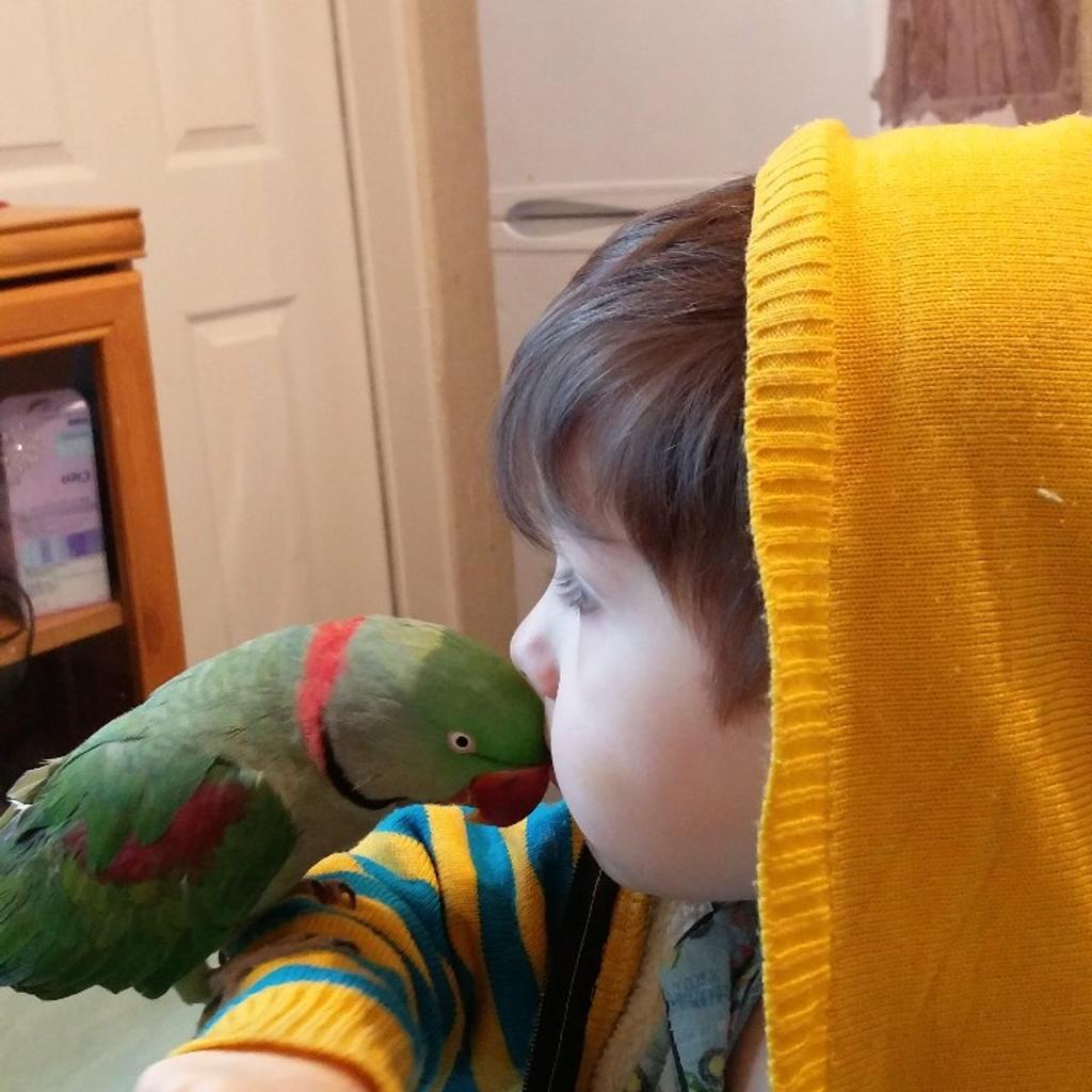 alexandrine parrots for sale in E7 London for £550.00 for sale | Shpock