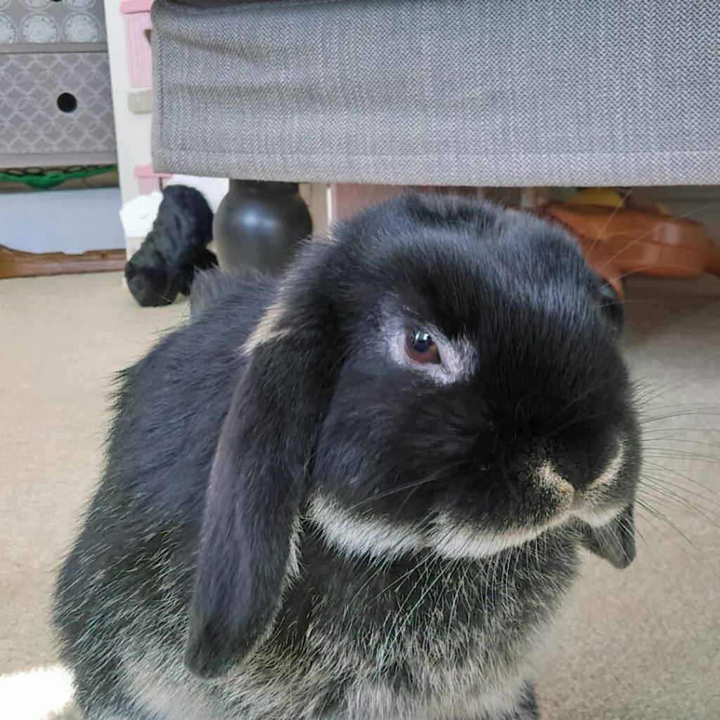 17 week old rabbit and hutch all new in South Holland for £50.00 for ...
