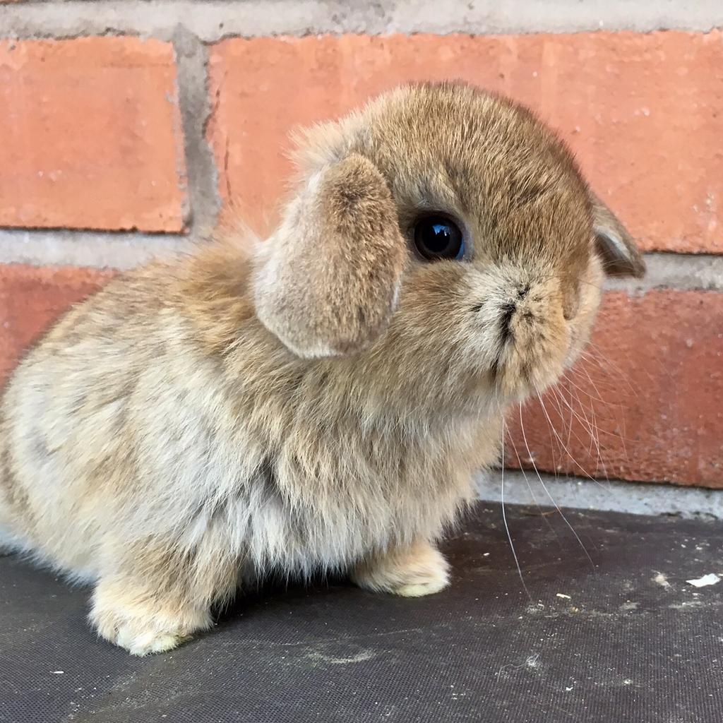 Family reared mini lop baby rabbits- cinnamon in B45 Bromsgrove für £ ...