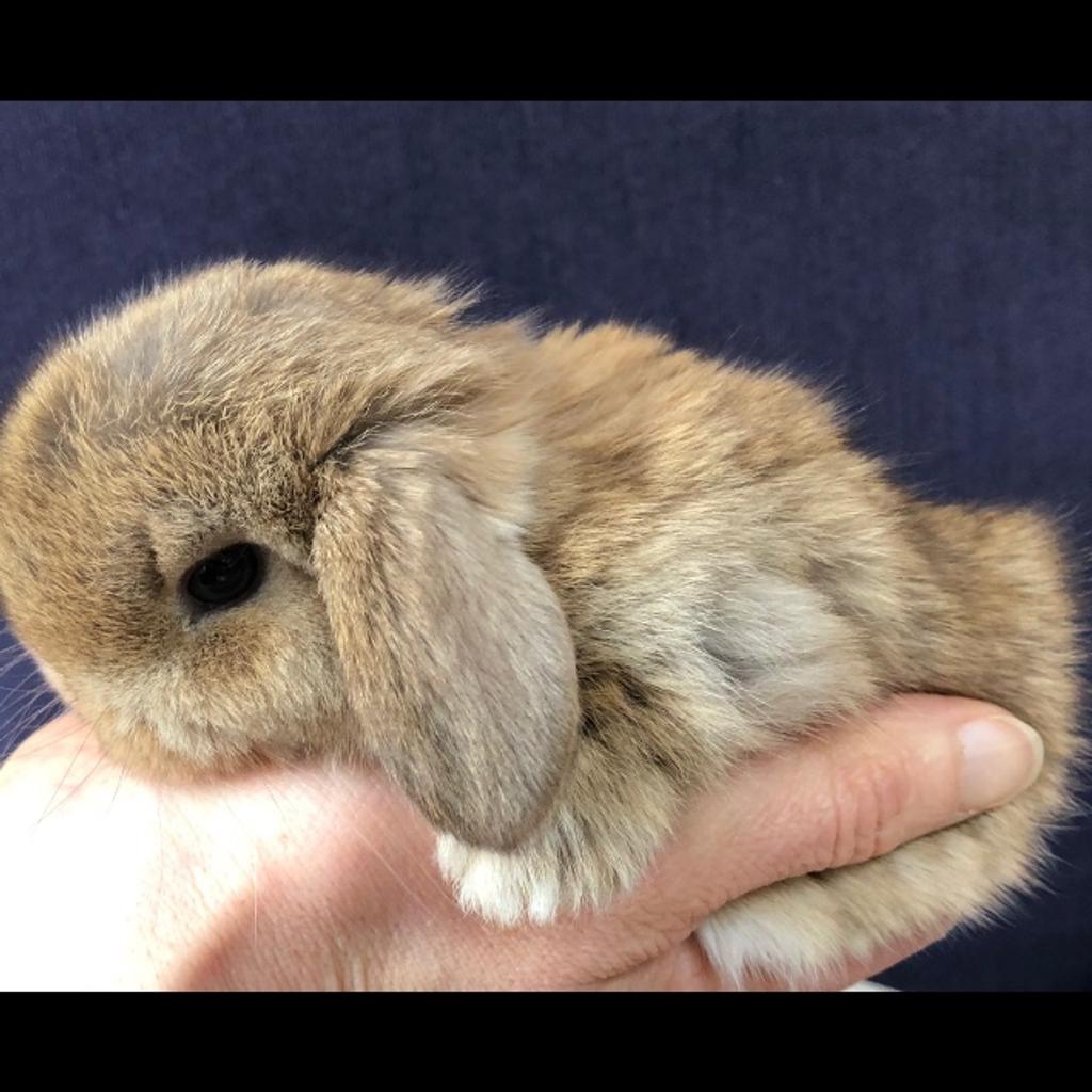 Family reared mini lop baby rabbits- cinnamon in B45 Bromsgrove für £ ...