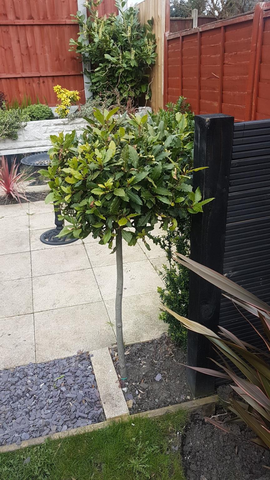 bay trees half standard in Amber Valley for £75.00 for sale | Shpock