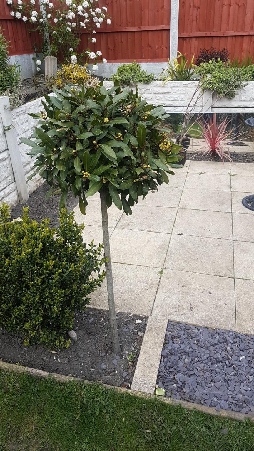 bay trees half standard in Amber Valley for £75.00 for sale | Shpock