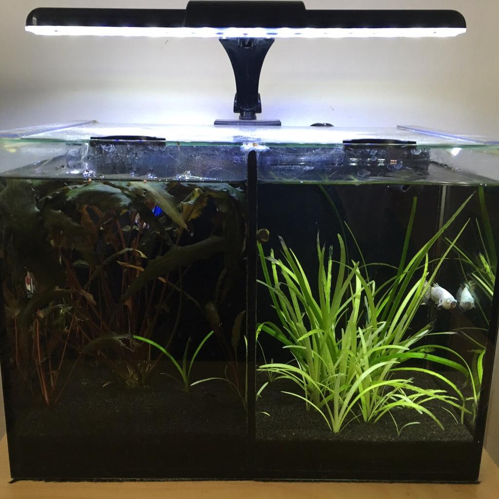 Betta duo fish tank in London für £ 40,00 zum Verkauf | Shpock AT