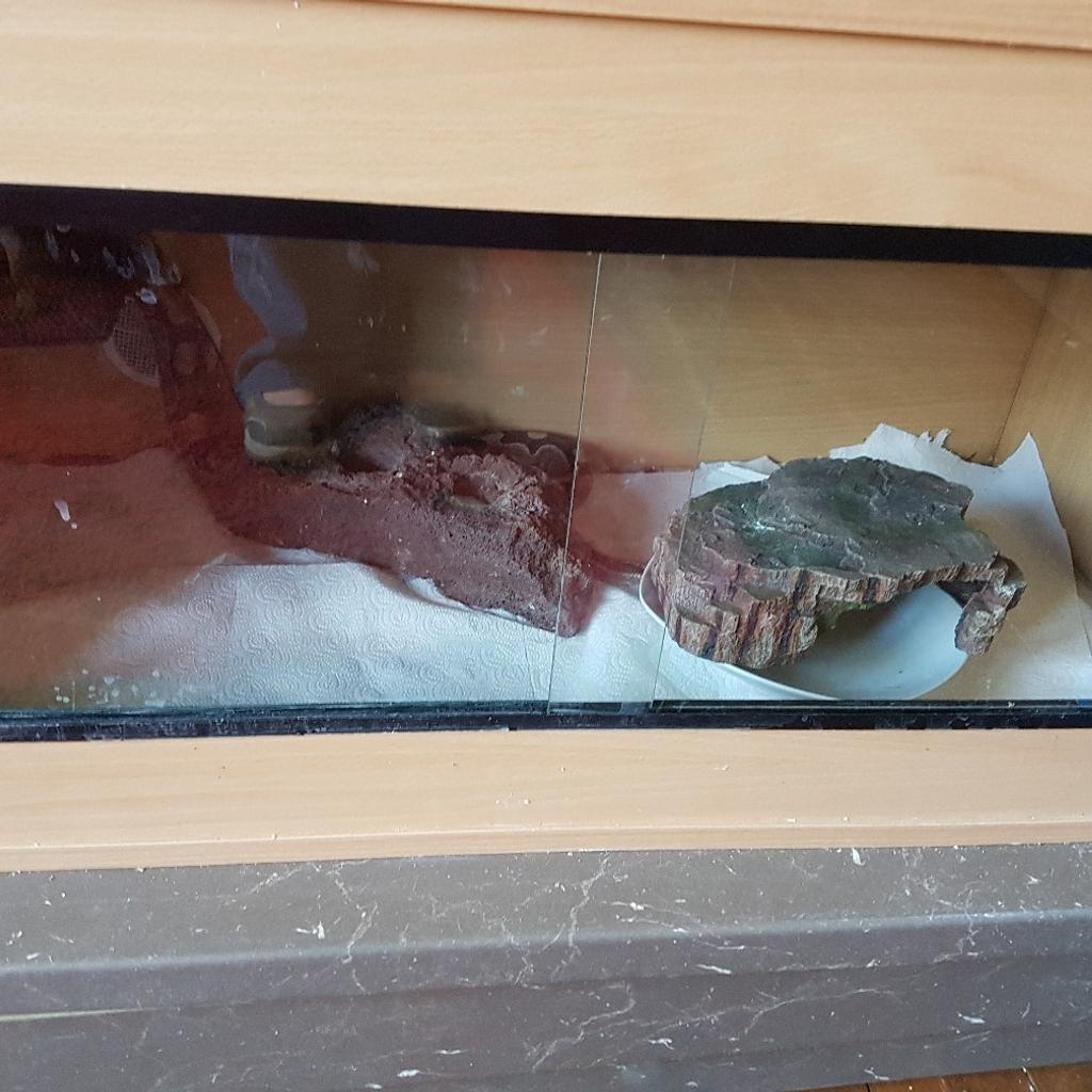 male royal python in Ashfield für 50,00 £ zum Verkauf | Shpock DE