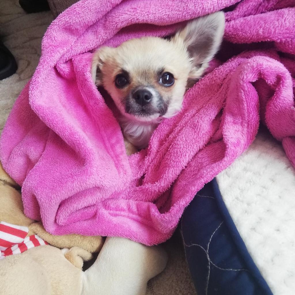 Mini Chihuahua sucht Spielkameraden in 41515 Grevenbroich for €1.00 for ...