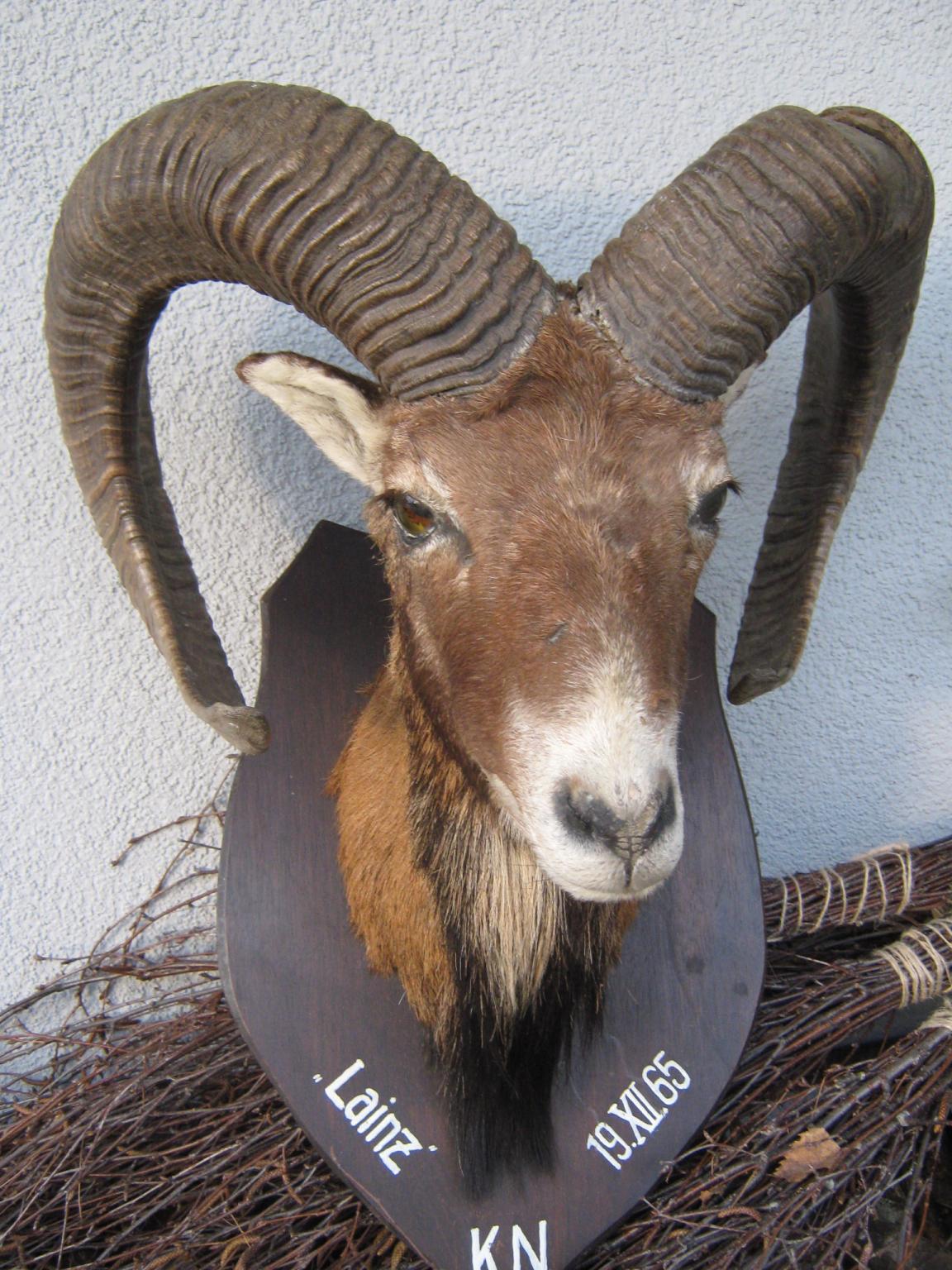 Präparat , Mufflon , Gehörn , Hörner in 5324 Faistenau für 195,00 € zum ...