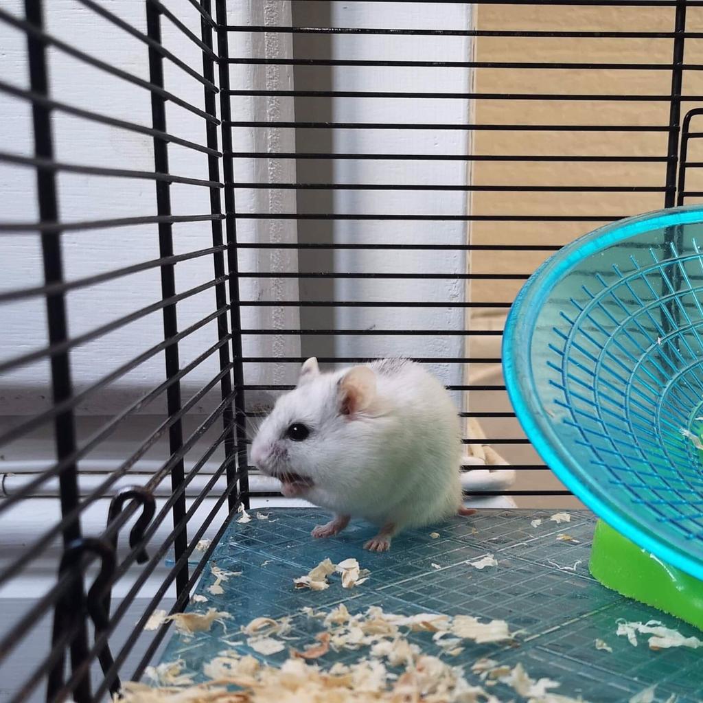 2 Male Chinese Dwarf Hamsters And Cages In B29 Birmingham Für 3000 £ Zum Verkauf Shpock De