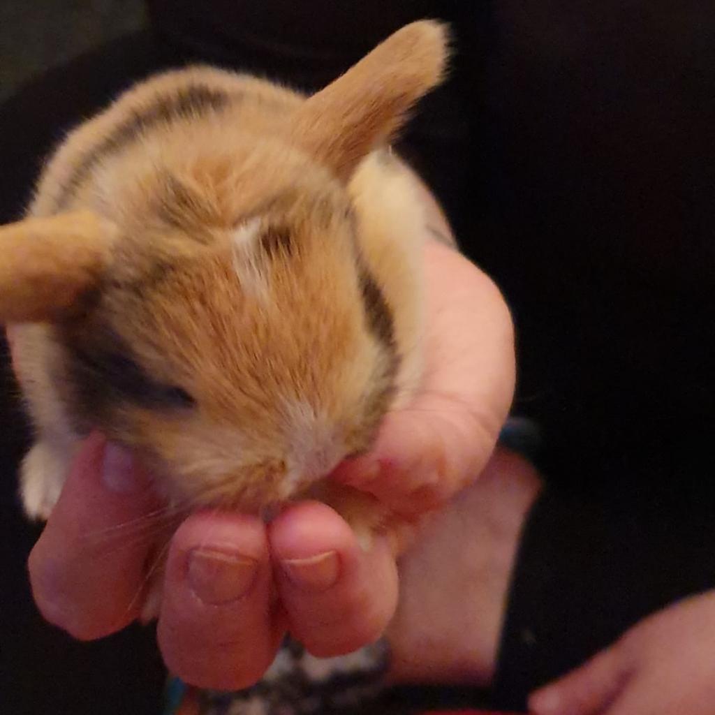 baby mini lop rabbits for sale in LE3 Leicester für £ 45,00 zum Verkauf ...