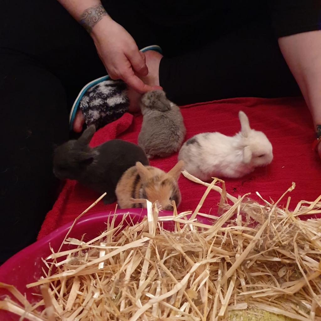 baby mini lop rabbits for sale in LE3 Leicester für £ 45,00 zum Verkauf ...