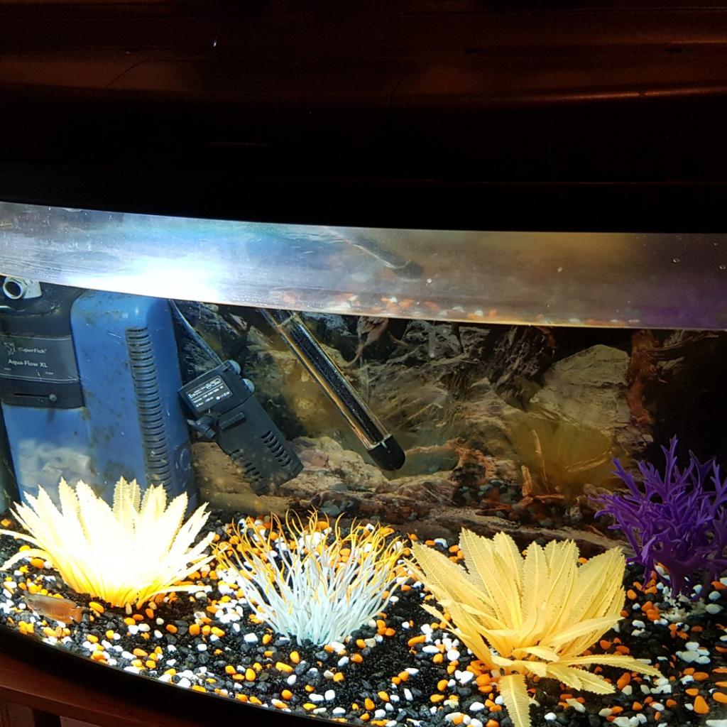 80 litre fish tank setup in WV8 Staffordshire for £60.00 for sale | Shpock