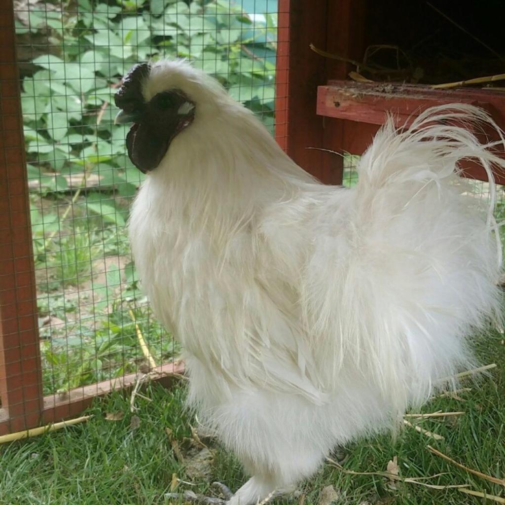6 Fertile Pure Silkie & Silkie cross eggs in WR9 Wychavon für £ 15,00 ...