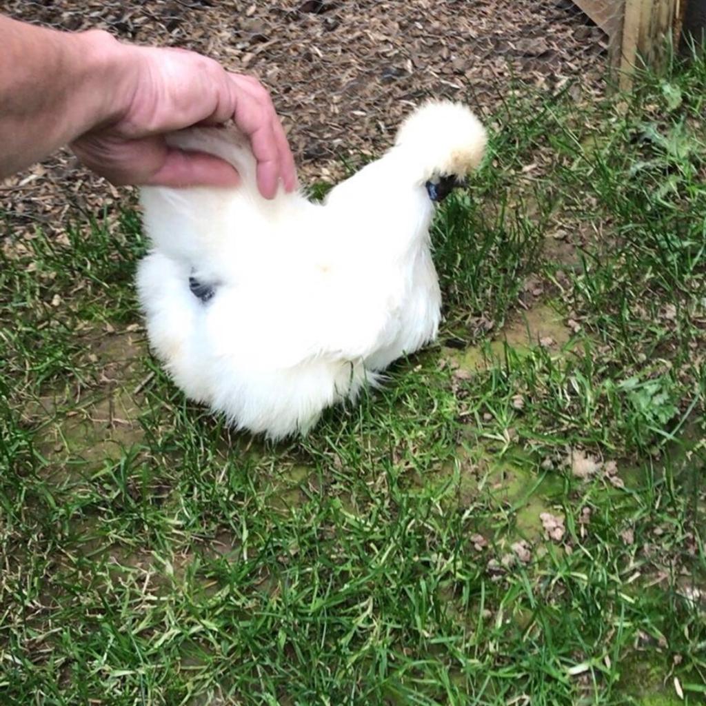 6 Fertile Pure Silkie & Silkie cross eggs in WR9 Wychavon für £ 15,00 ...