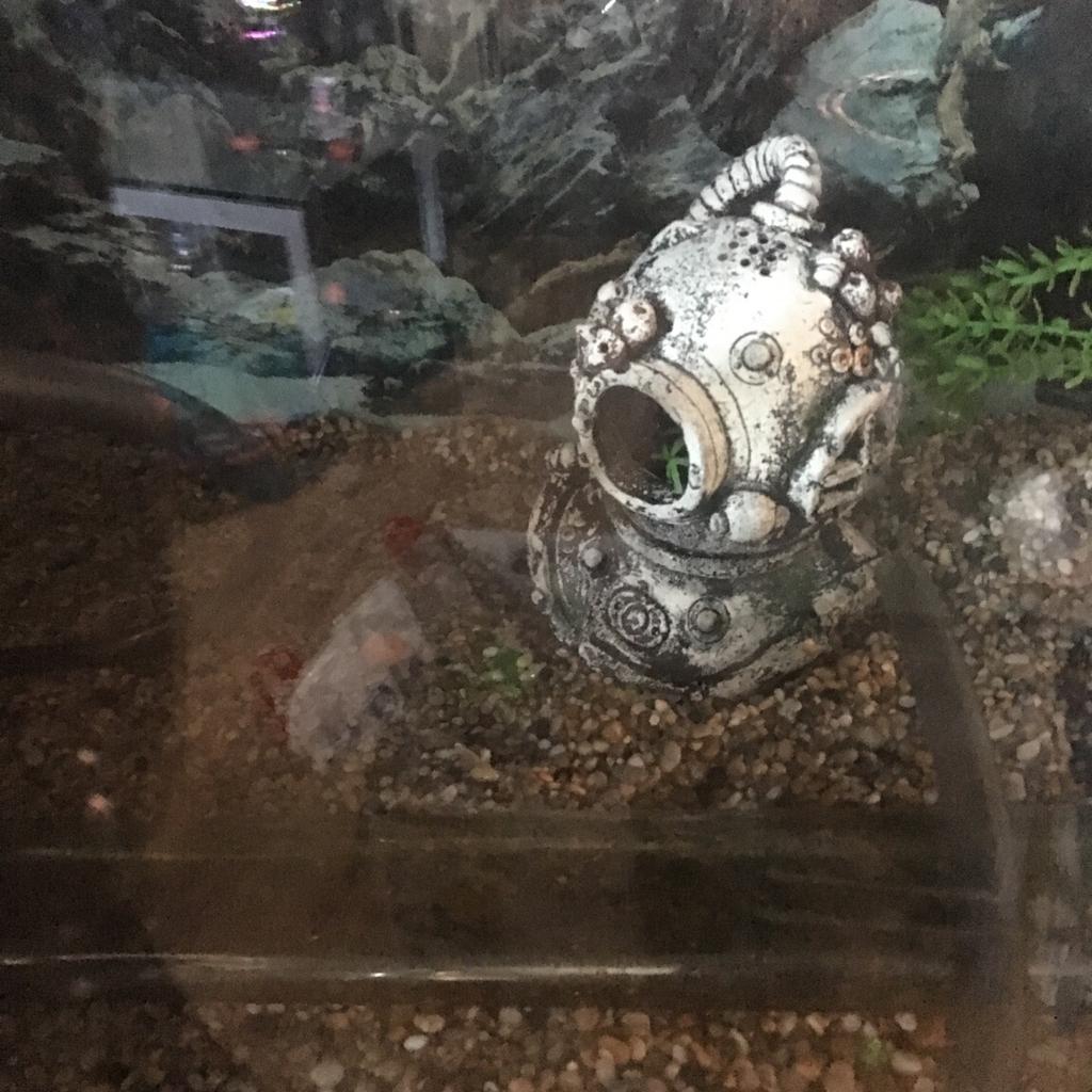Juwel corner fish tank. in BB1 Blackburn für 180,00 £ zum Verkauf ...