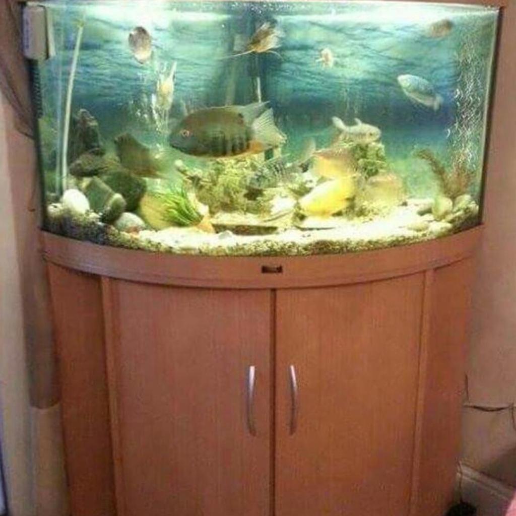 Juwel corner fish tank. in BB1 Blackburn für 180,00 £ zum Verkauf ...