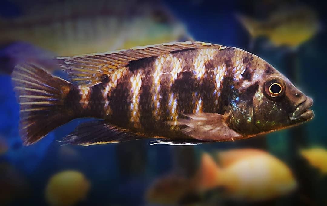 VC10 African Cichlid Tropical Fish in E14 London for £25.00 for sale ...