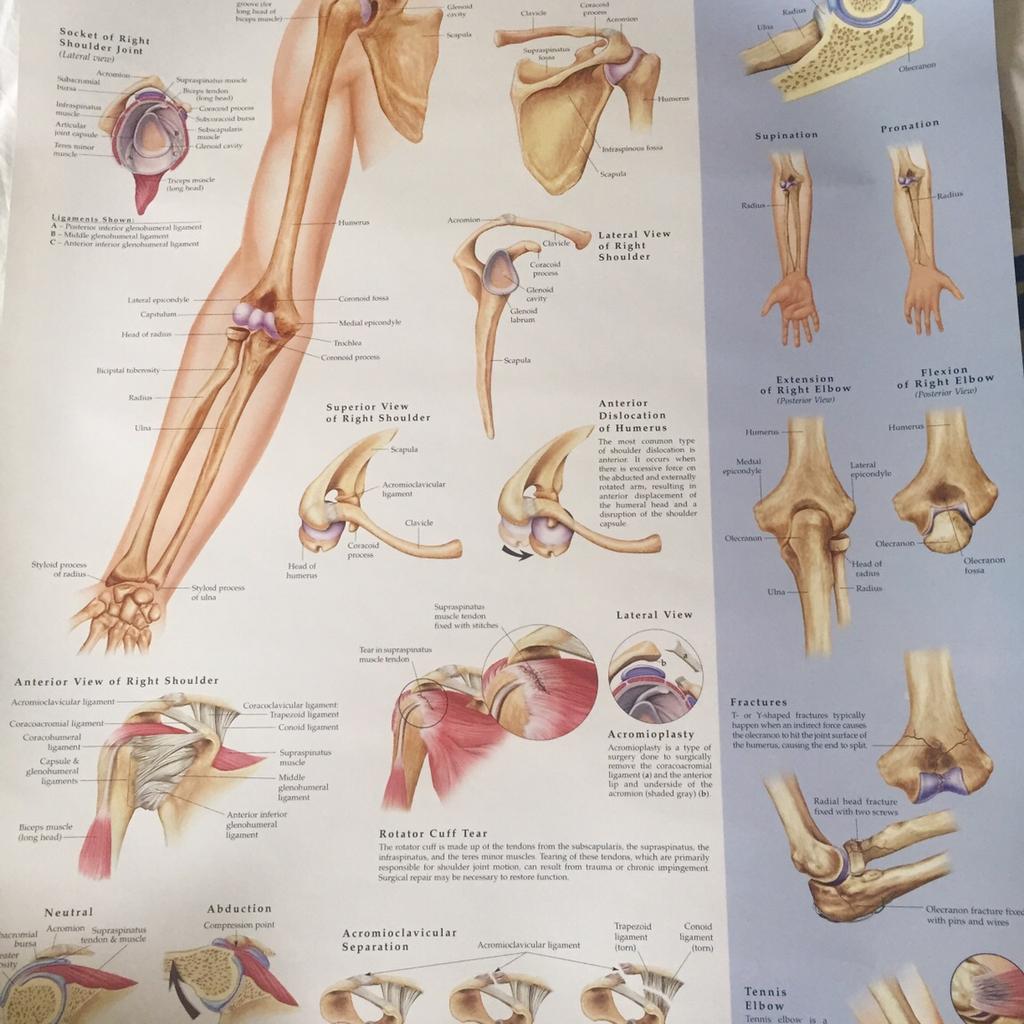 Shoulder and Elbow poster in London Borough of Havering für £ 5,00 zum ...