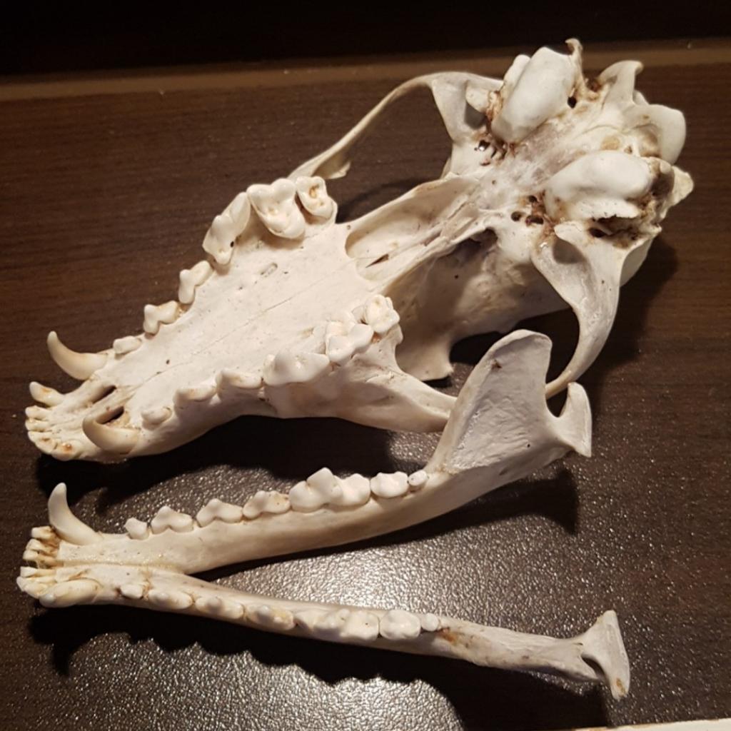 Fuchs Schädel Gebiss knochenschädel Trophäe in 07980 Berga/Elster für € ...