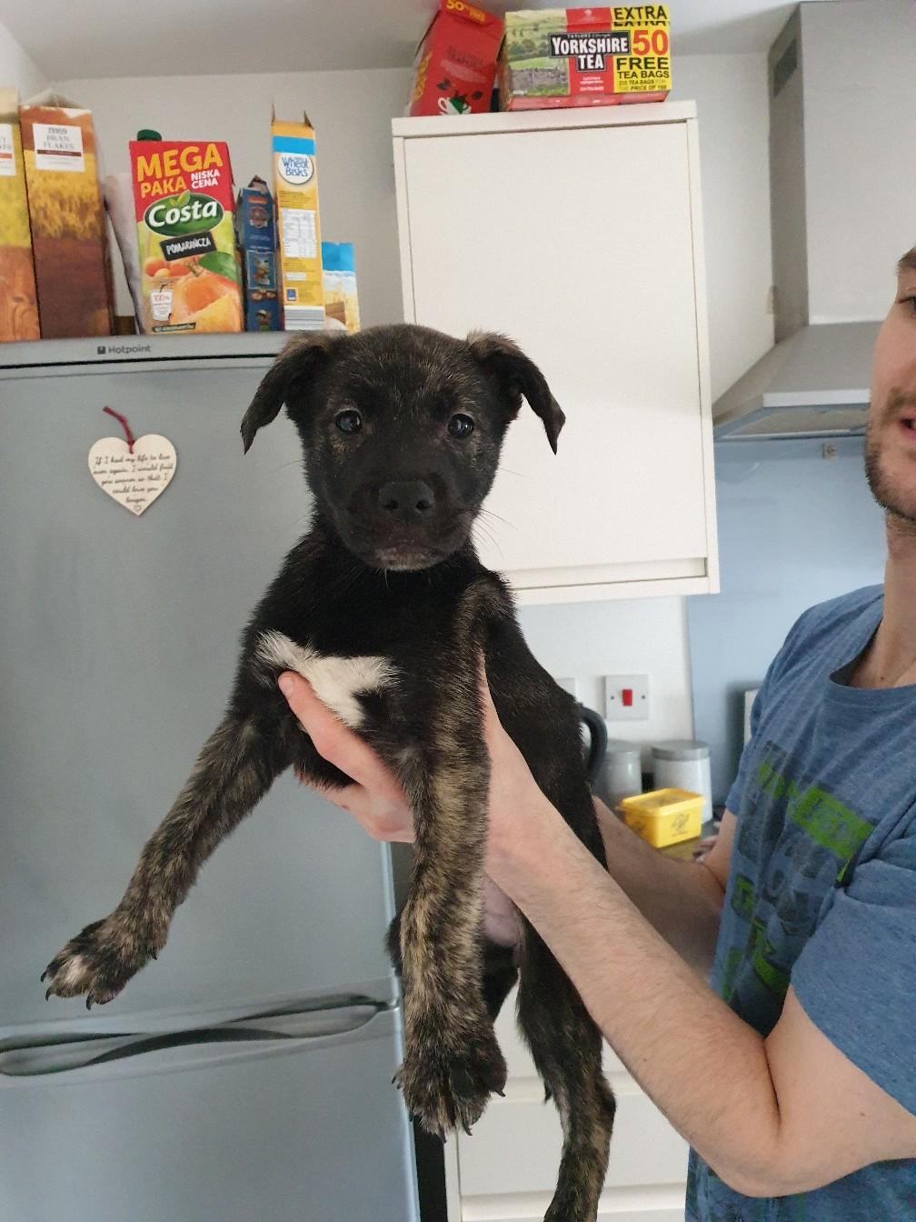 XL bully cross husky in DY2 Dudley for £250.00 for sale | Shpock