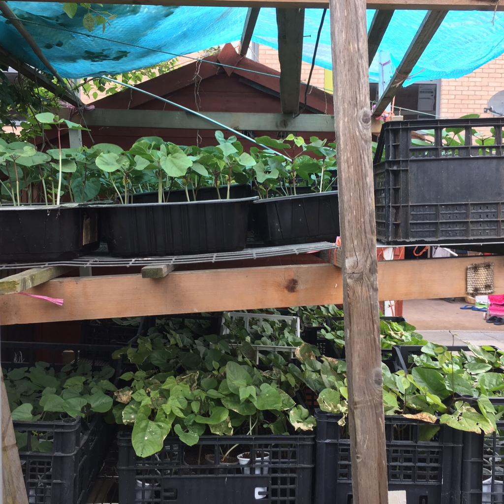 Bangladeshi uri (beans) plant in E14 Hamlets für £ 5,00 zum Verkauf ...