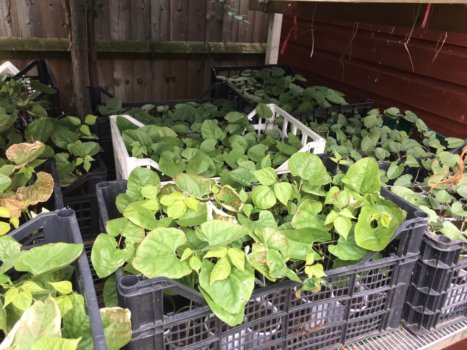 Bangladeshi uri (beans) plant in E14 Hamlets für £ 5,00 zum Verkauf ...