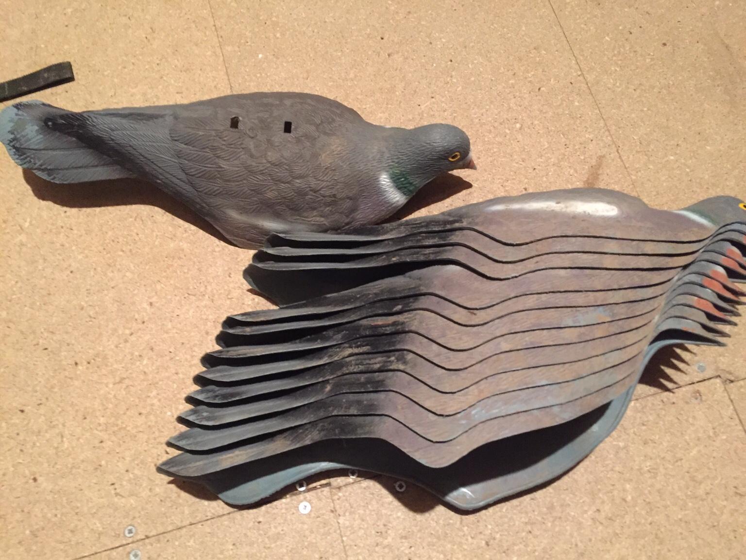 12 Pigeon Decoys shells in North West Leicestershire für 15,00 £ zum ...