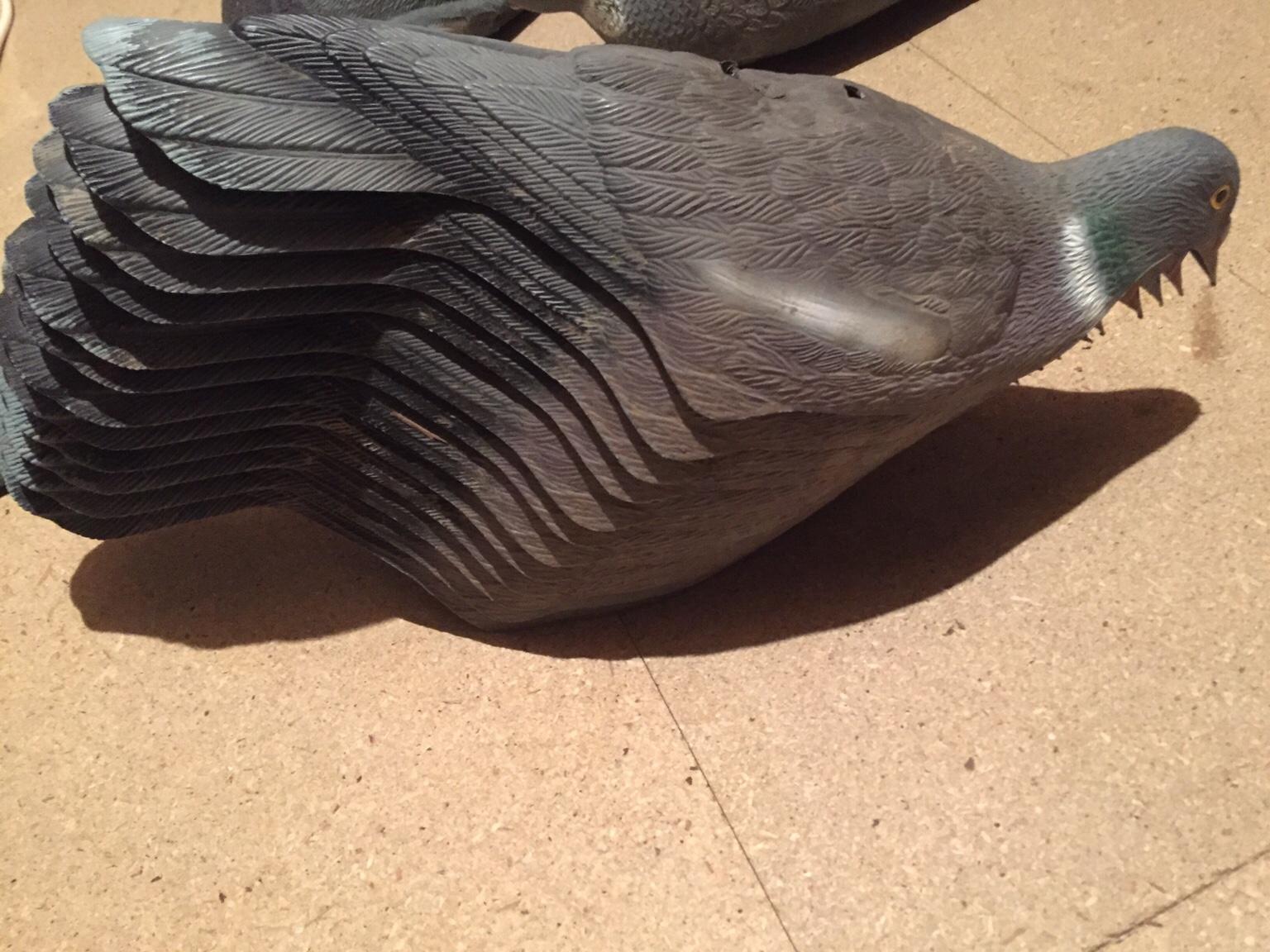 12 Pigeon Decoys shells in North West Leicestershire für 15,00 £ zum ...