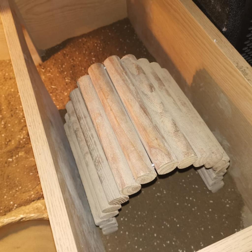 HERMANNS MALE TORTOISE AND COMPLETE SET UP in DN22 Bassetlaw für 130,00 ...