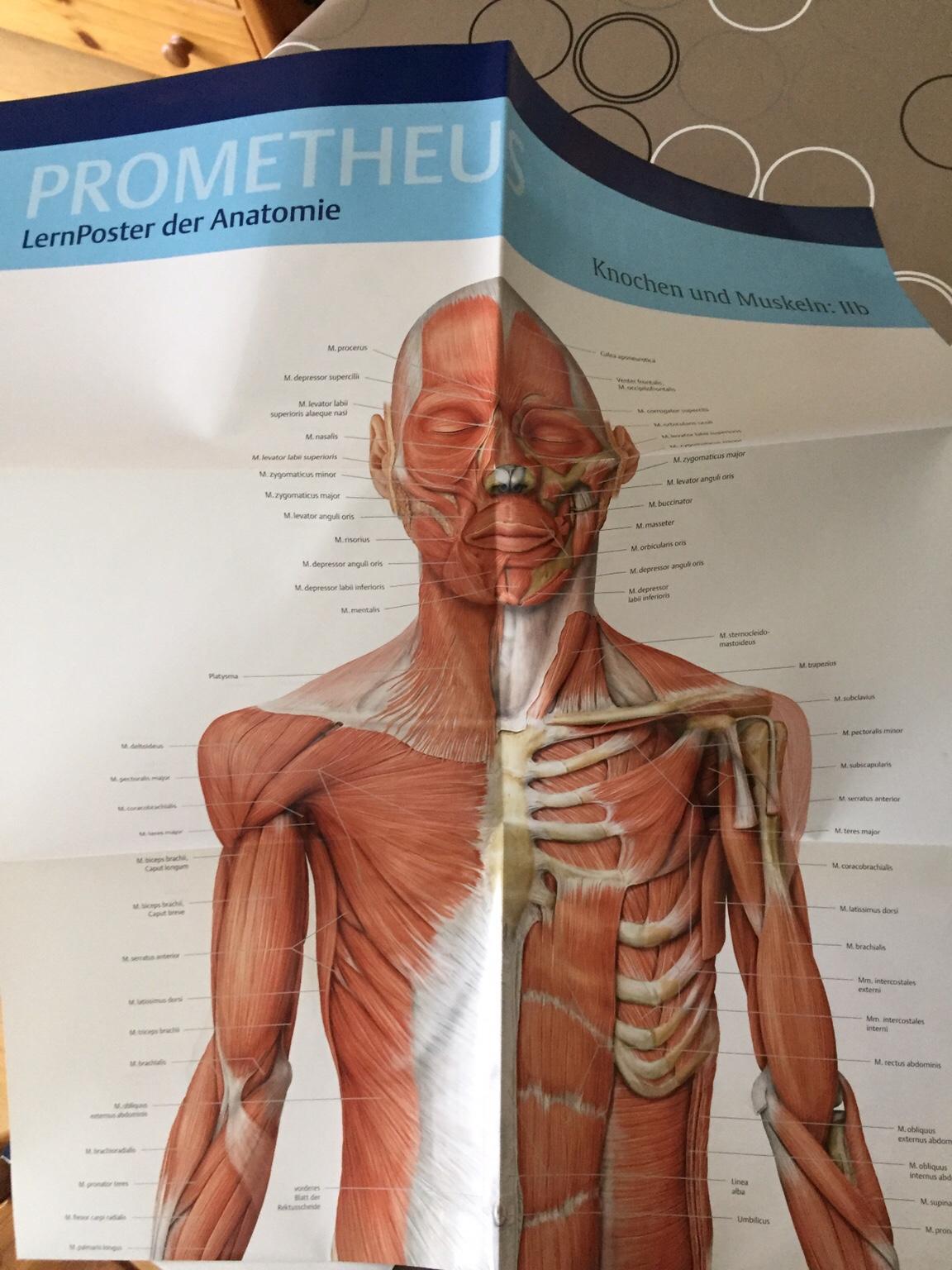 Prometheus Lern Atlas Box der Anatomie in 7000 Eisenstadt für 150,00 ...