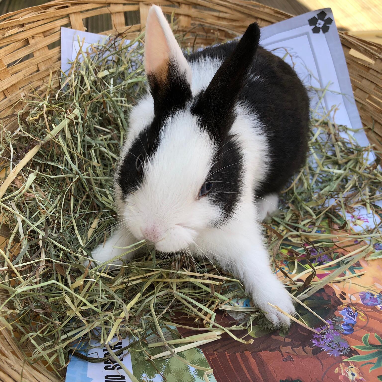 Baby Dutch rabbits for sales in E13 London Borough of Newham for £35.00 ...
