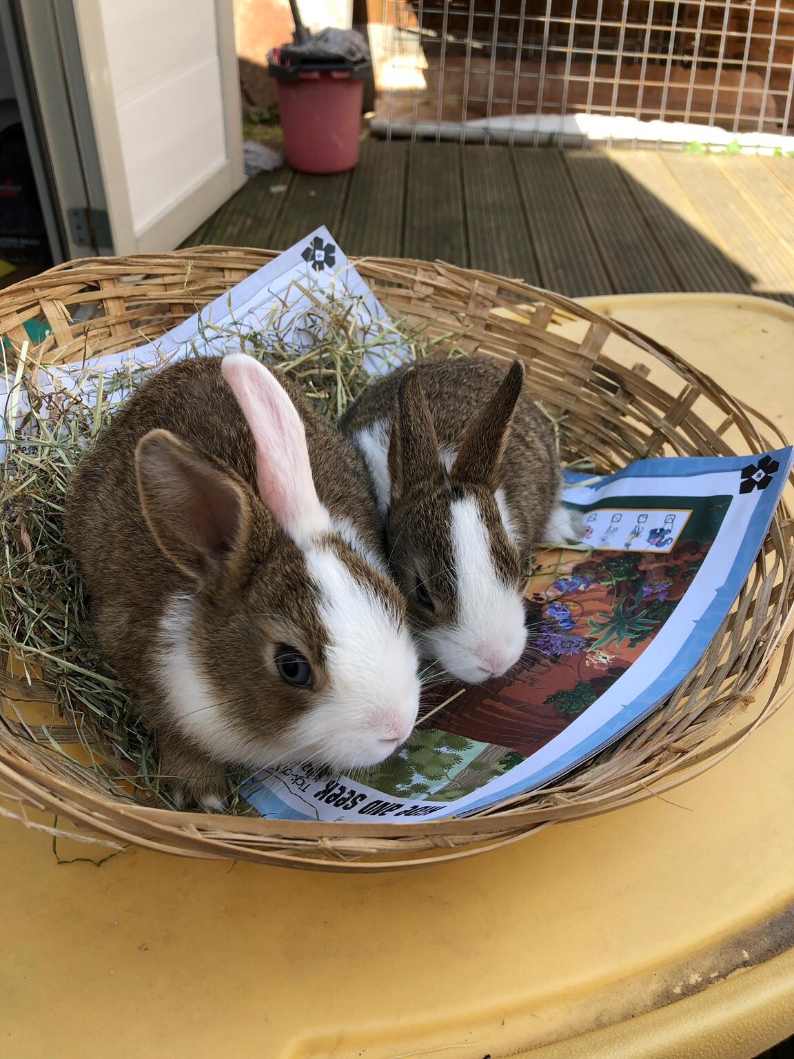 Baby Dutch rabbits for sales in E13 London Borough of Newham for £35.00 ...