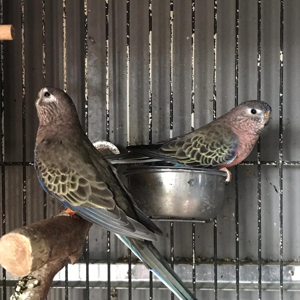 Breeding Pair of Bourke Parakeets in Broxbourne für £ 60,00 zum Verkauf ...