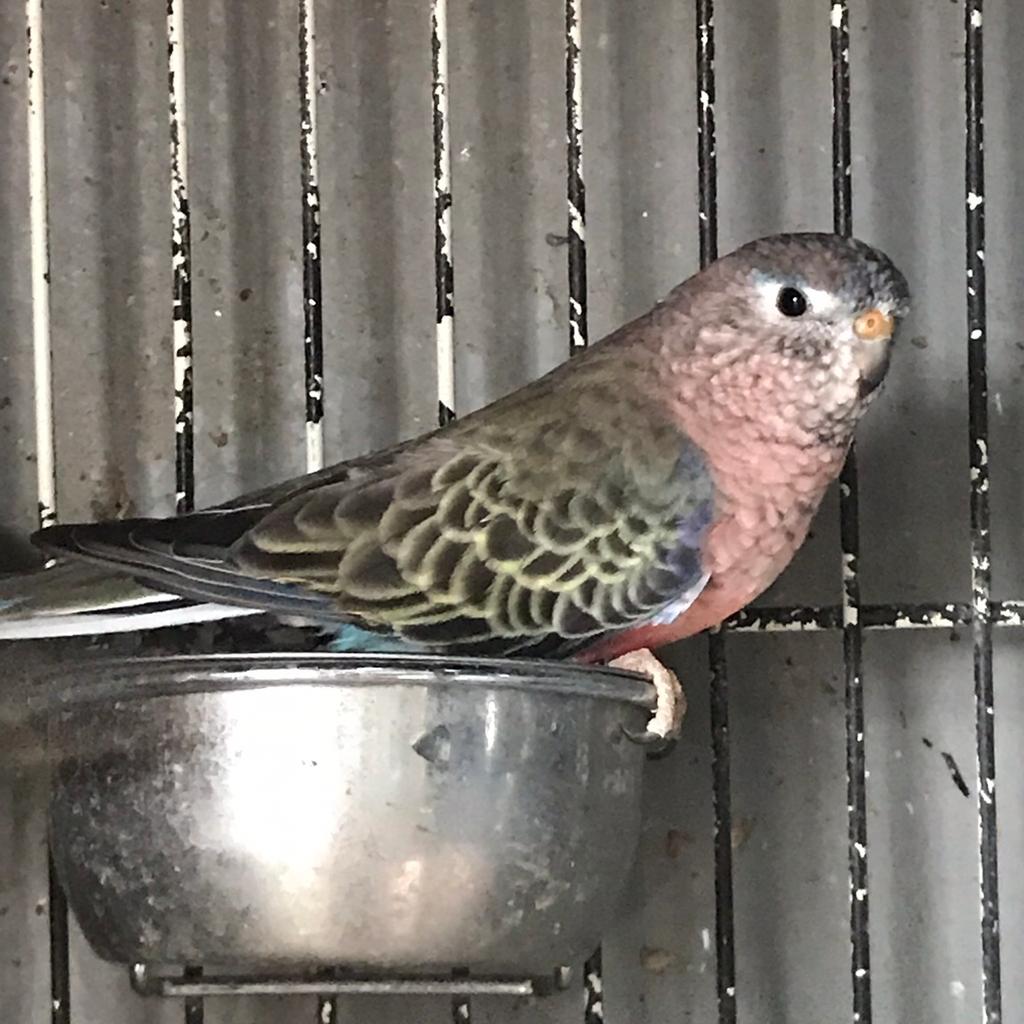 Breeding Pair of Bourke Parakeets in Broxbourne für £ 60,00 zum Verkauf ...