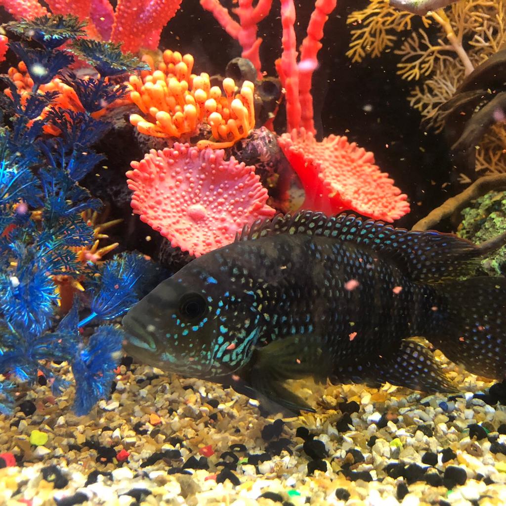 Jack Dempsey cichlid in SS14 Basildon for £20.00 for sale | Shpock
