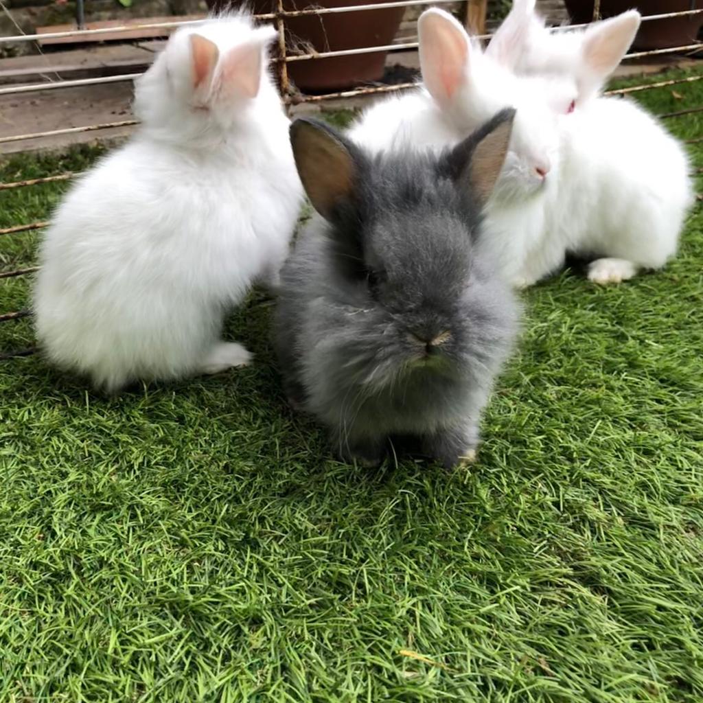 Netherland Dwarf x Lionhead rabbit in N15 Haringey für £ 35,00 zum ...
