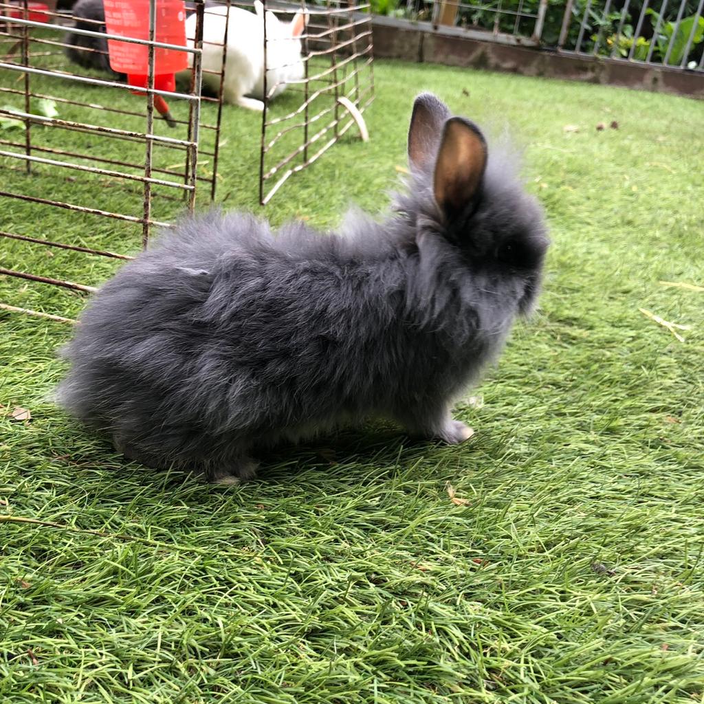 Netherland Dwarf x Lionhead rabbit in N15 Haringey für £ 35,00 zum ...