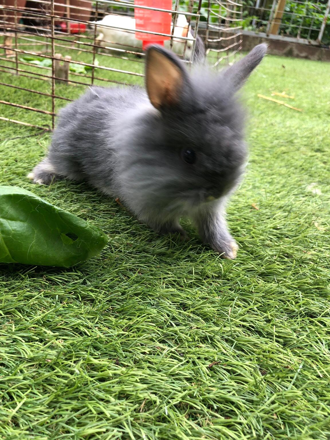 Netherland Dwarf x Lionhead rabbit in N15 Haringey für 35,00 £ zum ...