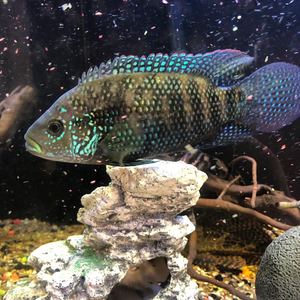 Jack Dempsey cichlid in SS14 Basildon for £20.00 for sale | Shpock