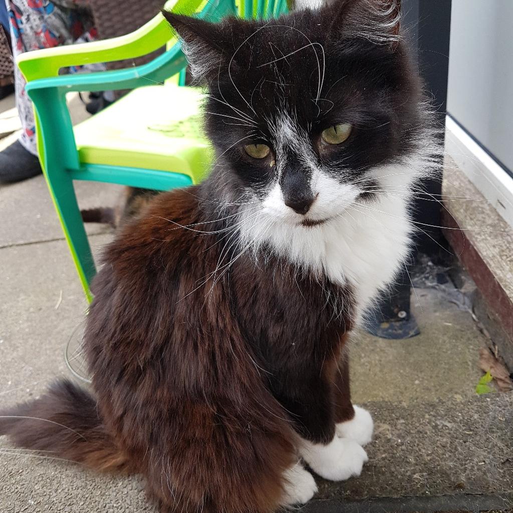 male cat in B77 Tamworth für 20,00 £ zum Verkauf | Shpock DE