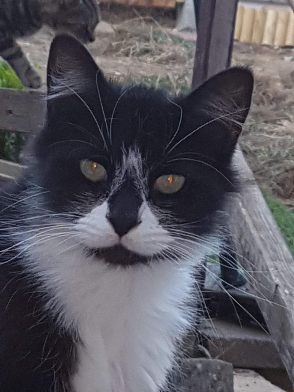 male cat in B77 Tamworth für 20,00 £ zum Verkauf | Shpock DE