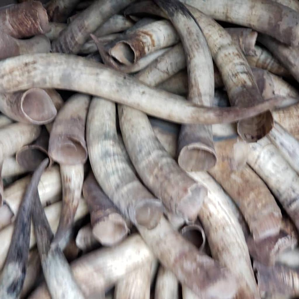 Watussi Hörner, Rutenköcher, Krampus, Percht in 5020 Salzburg für 50,00 ...