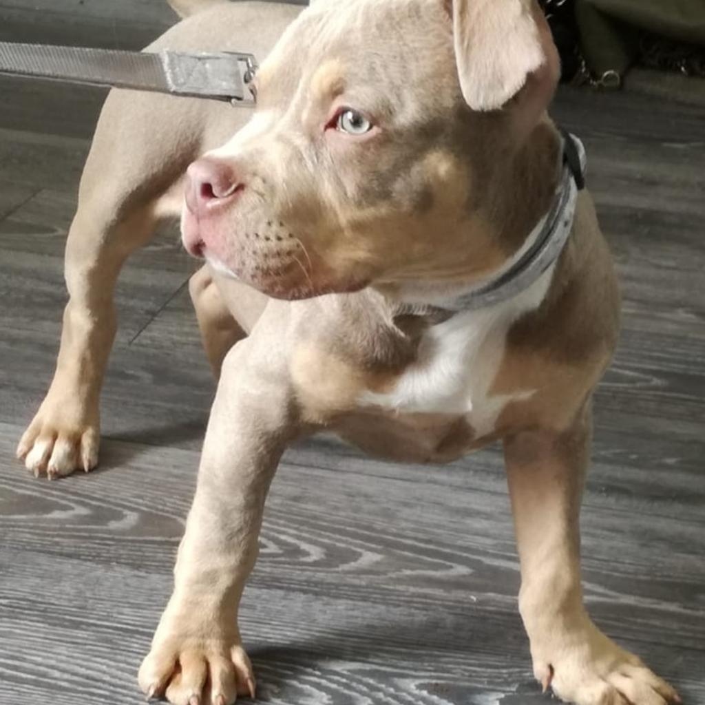 American bully boy in CF Cardiff for £700.00 for sale | Shpock