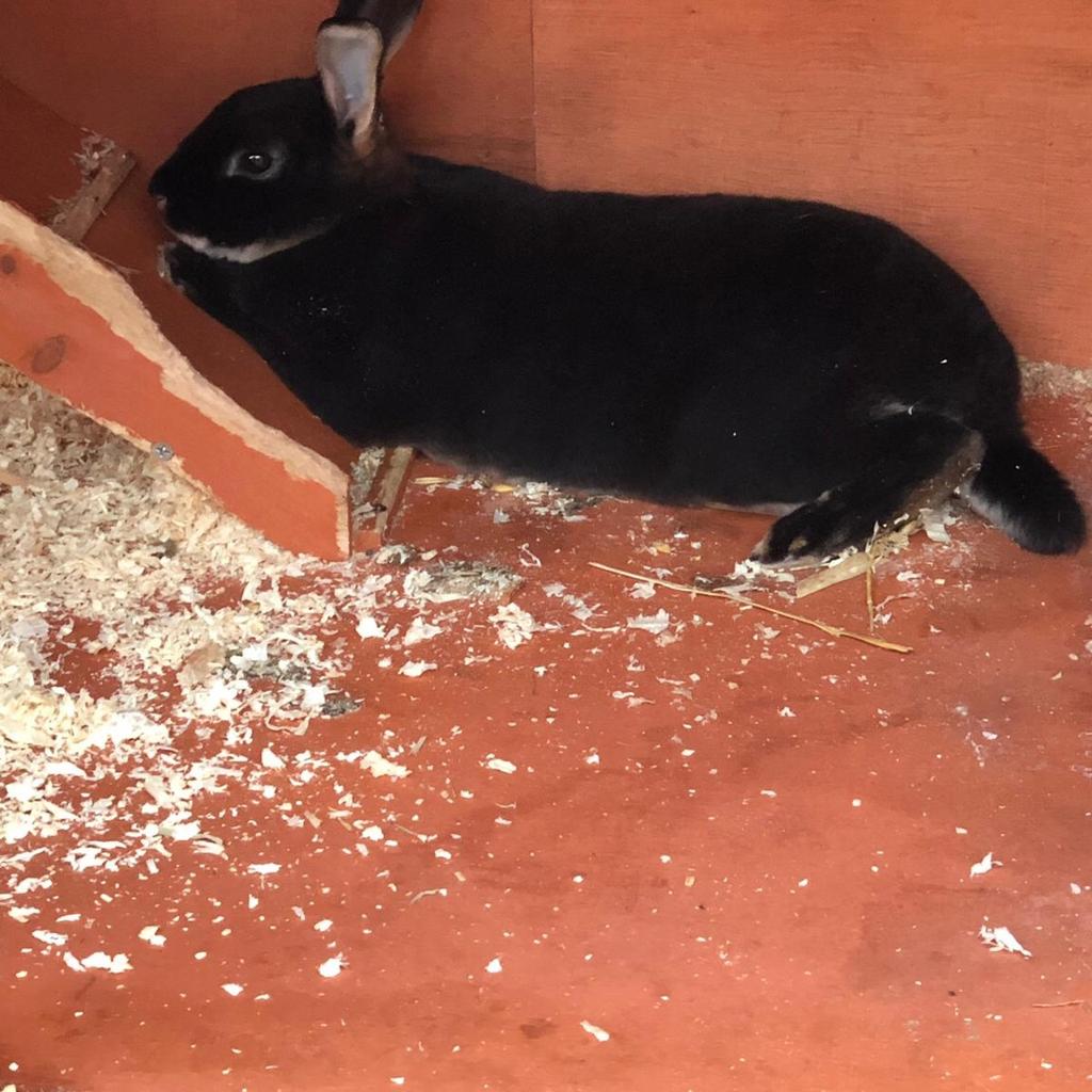 Mini rex rabbit in South Staffordshire für £ 40,00 zum Verkauf | Shpock AT