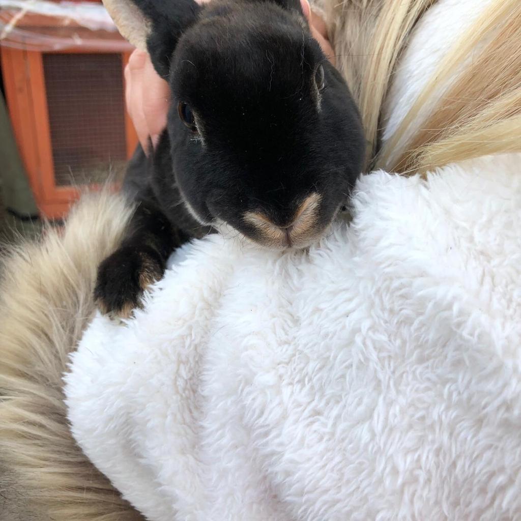 Mini rex rabbit in South Staffordshire für £ 40,00 zum Verkauf | Shpock AT