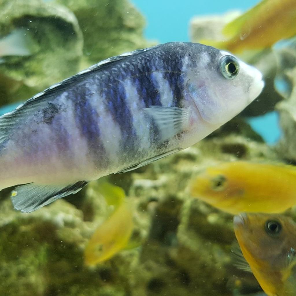 100+ Malawi Mbuna African Cichlids F1/TB in Wigan for £1.00 for sale ...