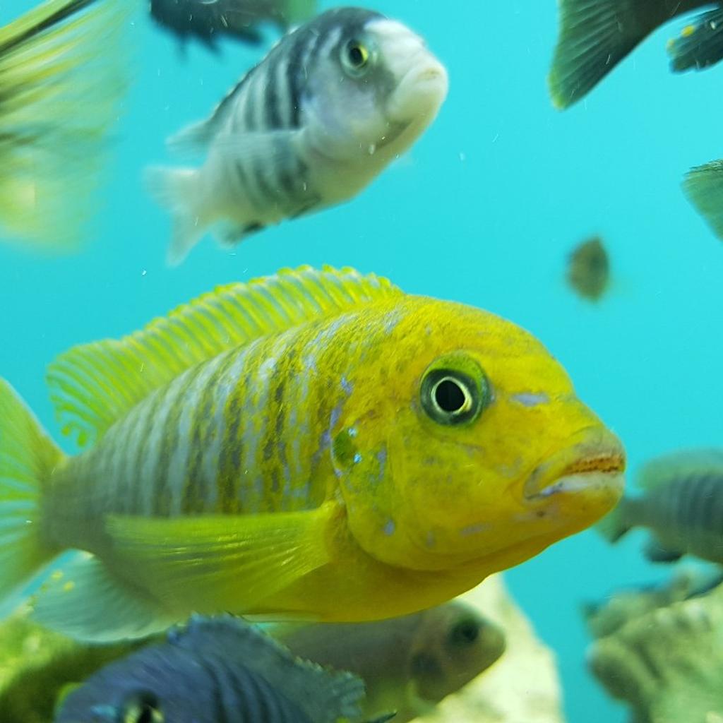 100+ Malawi Mbuna African Cichlids F1/TB in Wigan for £1.00 for sale ...