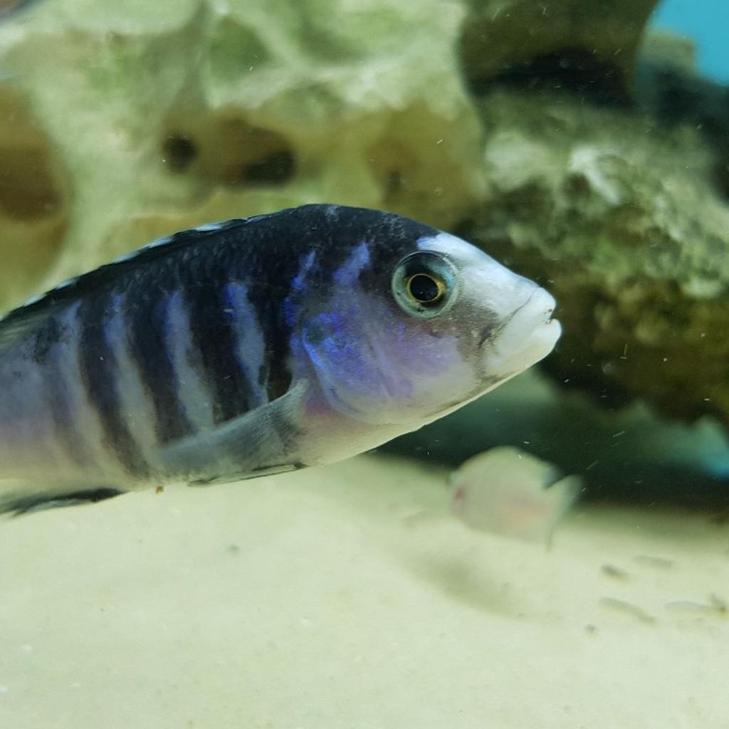100+ Malawi Mbuna African Cichlids F1/TB in Wigan for £1.00 for sale ...
