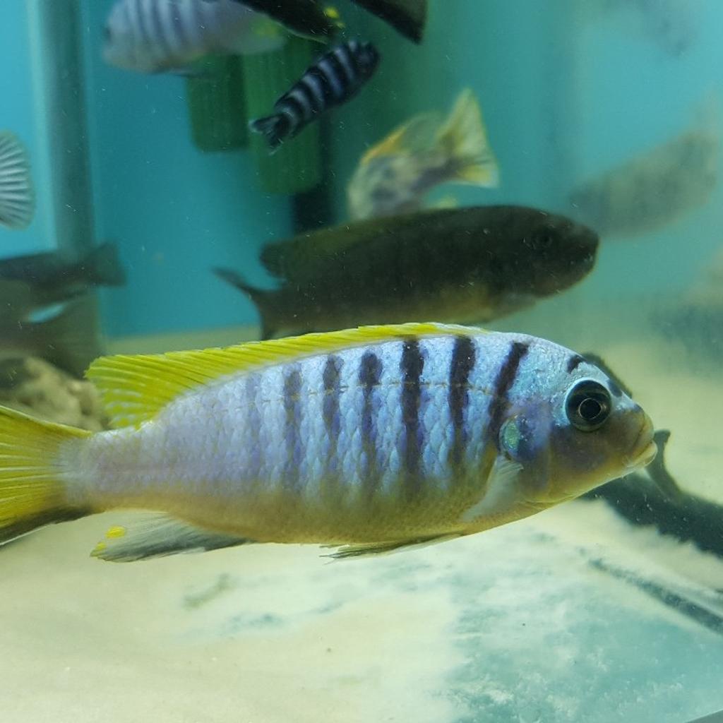 100+ Malawi Mbuna African Cichlids F1/TB in Wigan for £1.00 for sale ...