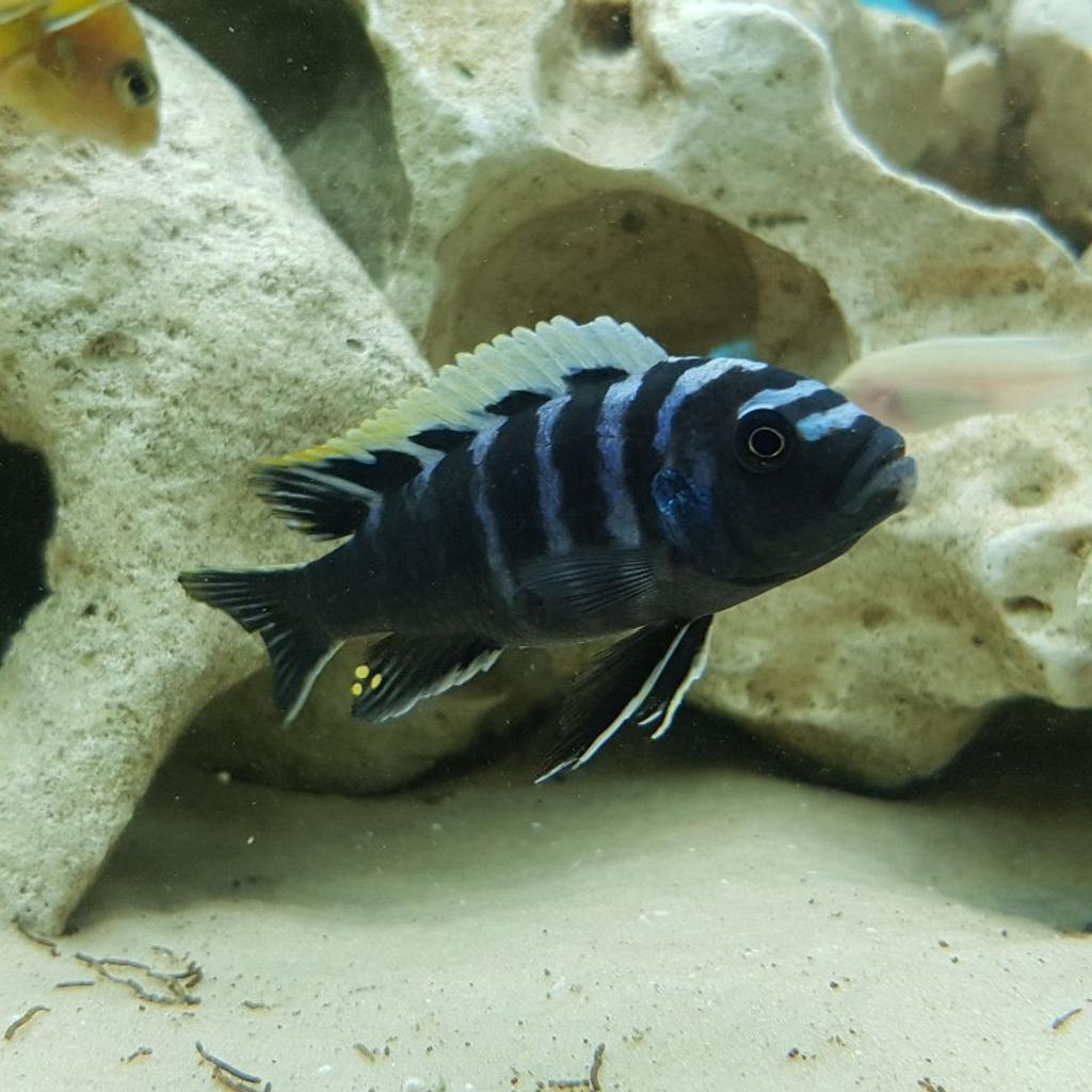 100+ Malawi Mbuna African Cichlids F1/TB in Wigan for £1.00 for sale ...
