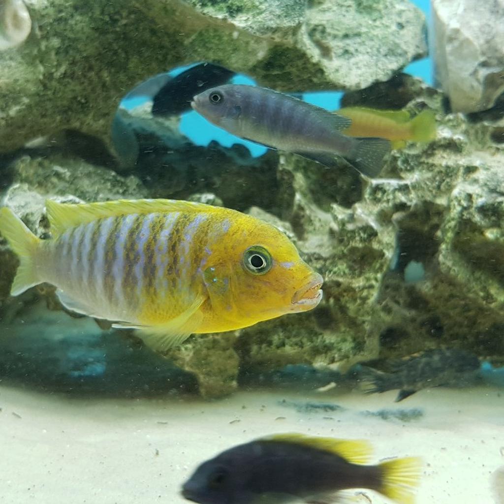 100+ Malawi Mbuna African Cichlids F1/TB in Wigan for £1.00 for sale ...