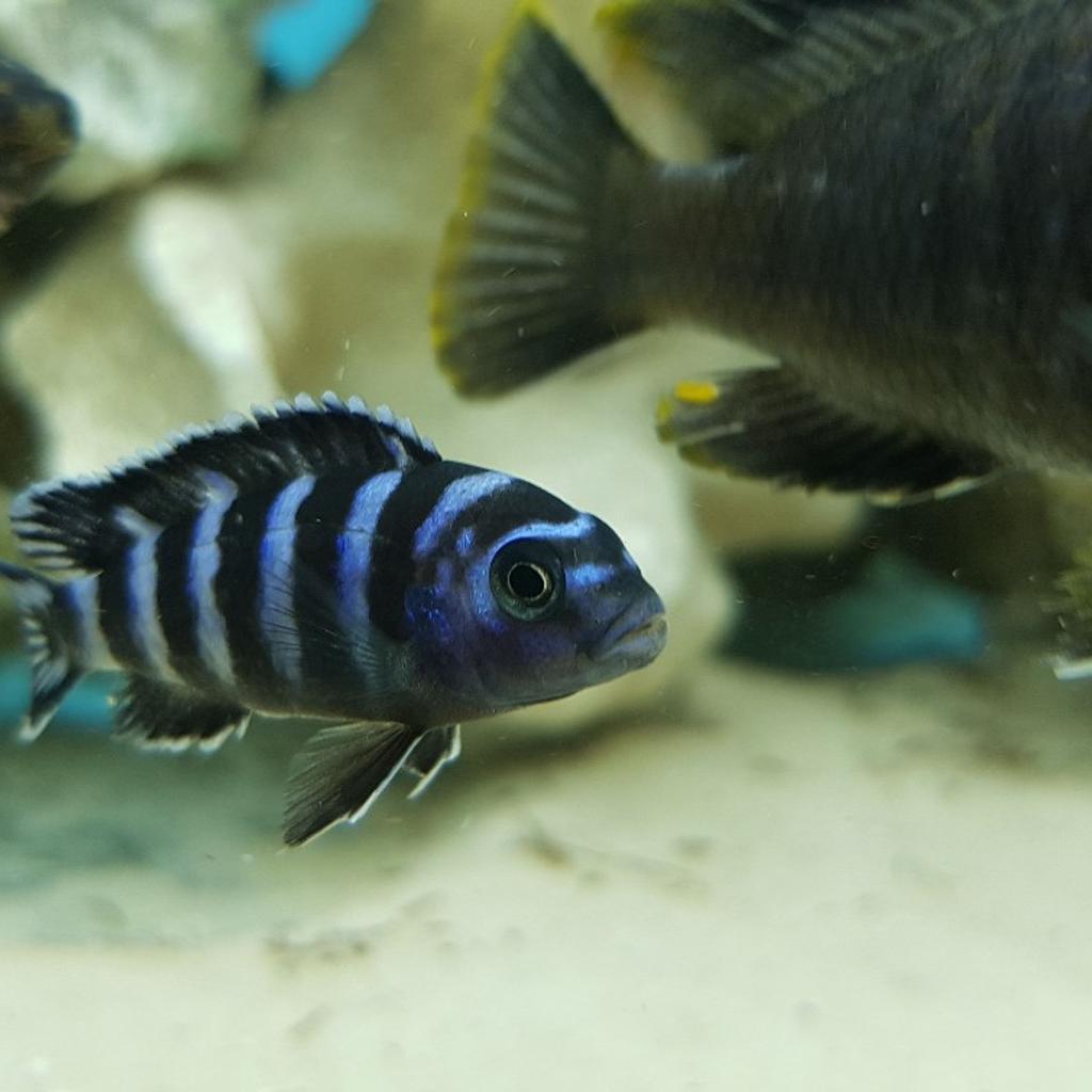 100+ Malawi Mbuna African Cichlids F1/TB in Wigan for £1.00 for sale ...